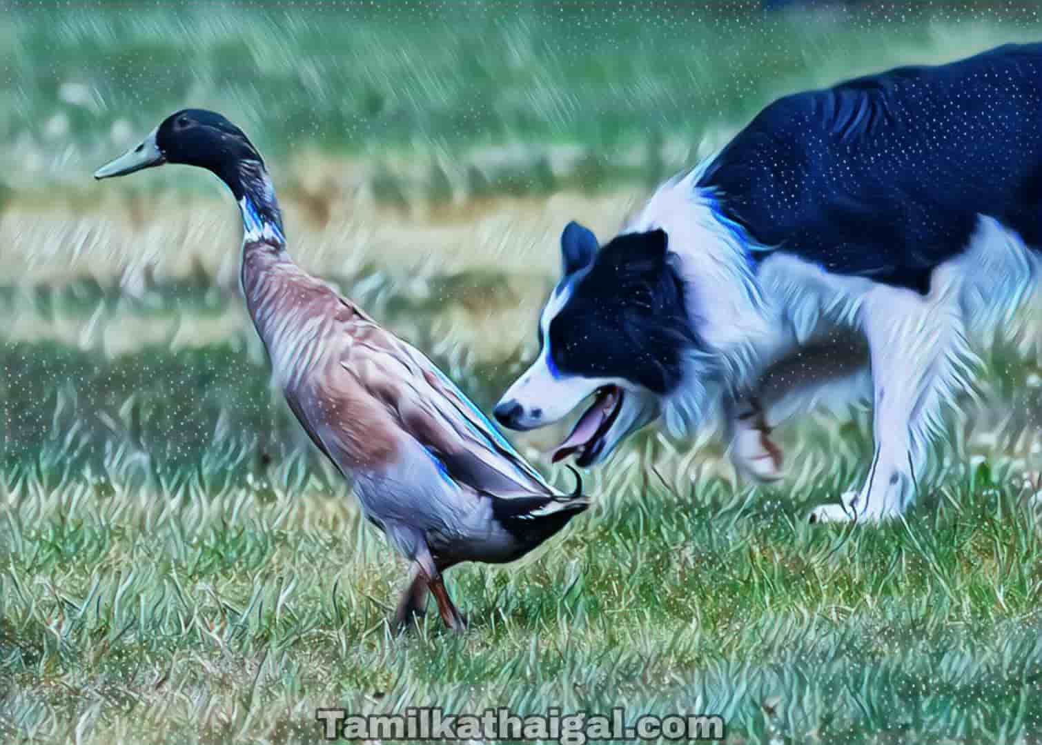 டாக்டர் டூலிட்டிலும் விநோத விலங்கும் - தமிழ் கதைகள் | Strange animal in ...